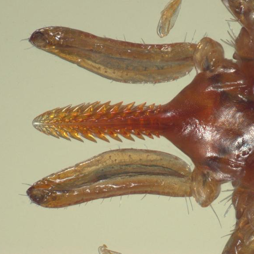 What should I do if I find a tick? – TickTOOL